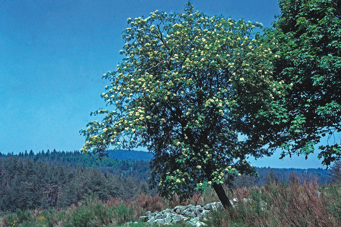 Le sorbier des oiseleurs - Faune Flore des Hautes-Chaumes du Forez