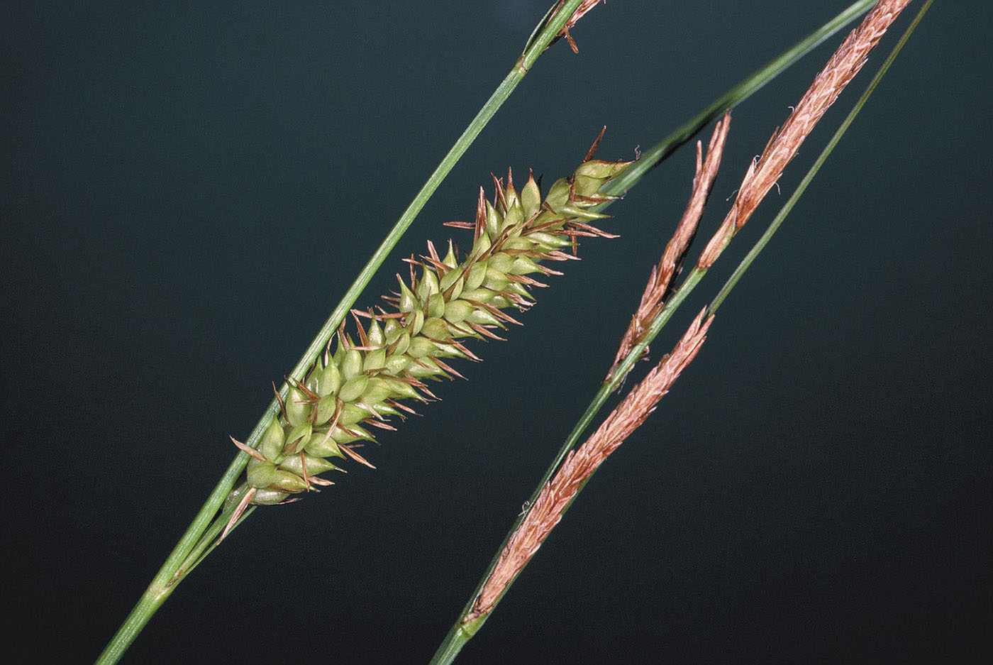 Les laîches - Faune Flore des Hautes-Chaumes du Forez