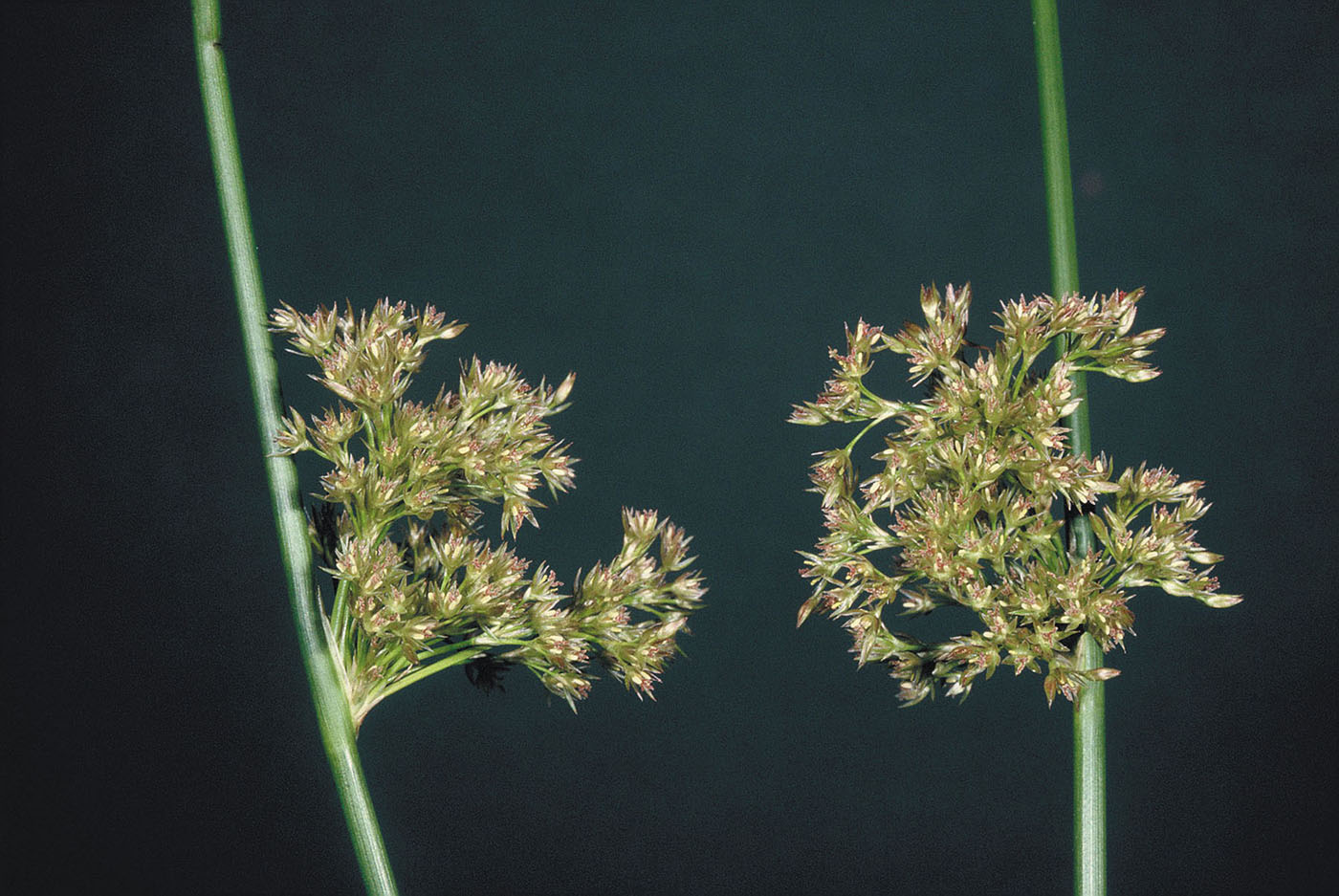 Les joncs - Faune Flore des Hautes-Chaumes du Forez