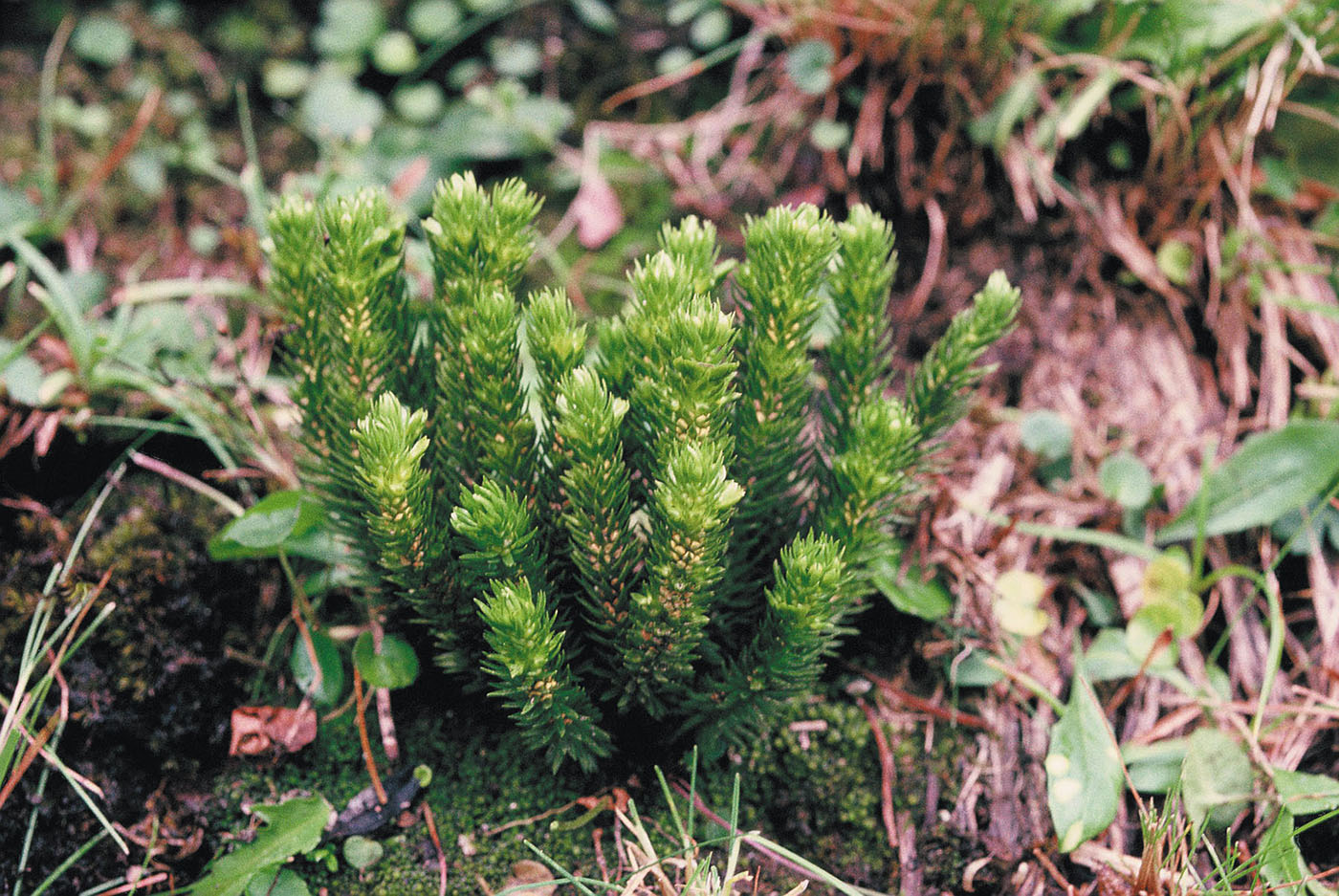 Les lycopodes - Faune Flore des Hautes-Chaumes du Forez