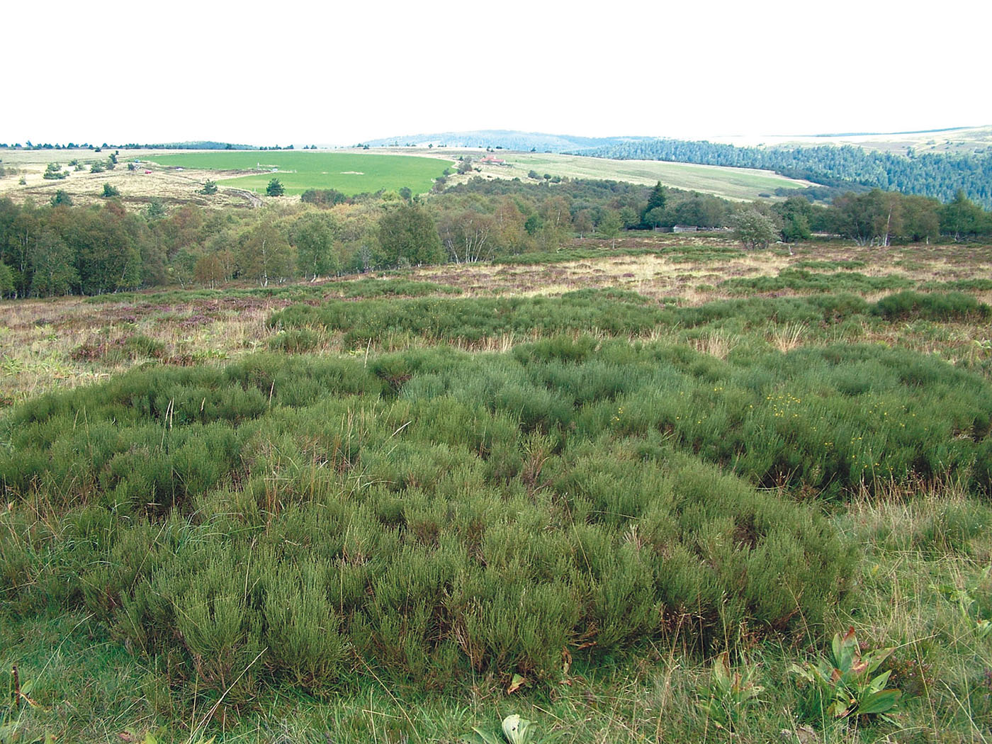 Le genêt purgatif - Faune Flore des Hautes-Chaumes du Forez
